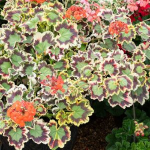 Landscaping FAQs: How Big Do Geraniums Grow?
