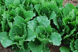 How To Cut Lettuce From The Garden in 3 Easy Methods