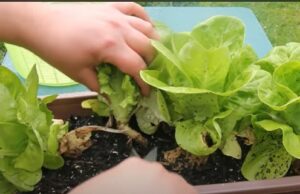 How To Cut Lettuce From The Garden in 3 Easy Methods