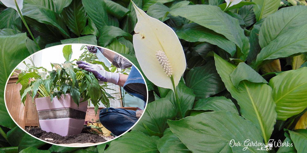 Natural Air Purifiers: Does Peace Lily Clean The Air?