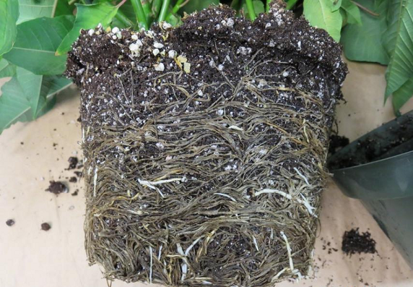 How Often Do I Water Poinsettia & Does It Like Wet Feet?