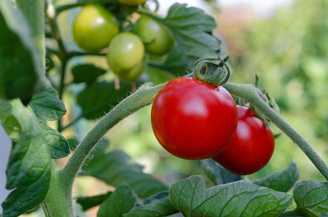 How to Grow Tomatoes From Seed to Harvest (2026 Guide)