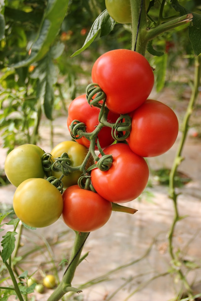 How to Grow Tomatoes From Seed to Harvest (2026 Guide)