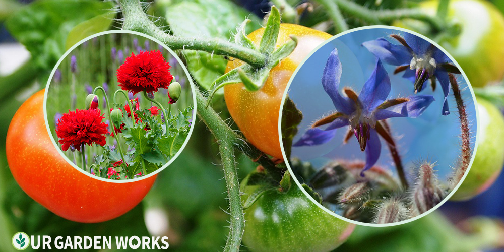 Best Companion Plants for Tomatoes - Full List (2026)