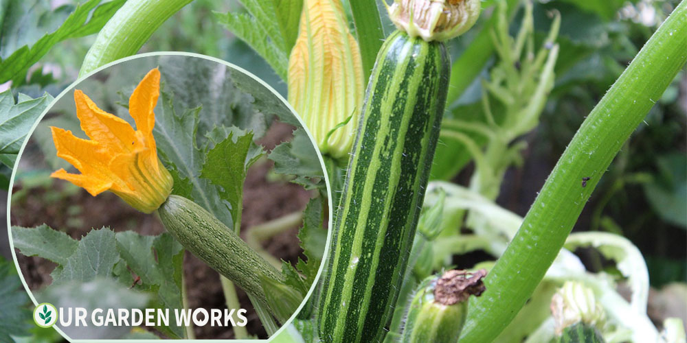 How to Grow Zucchini: The Complete No-Fail Guide (2026)